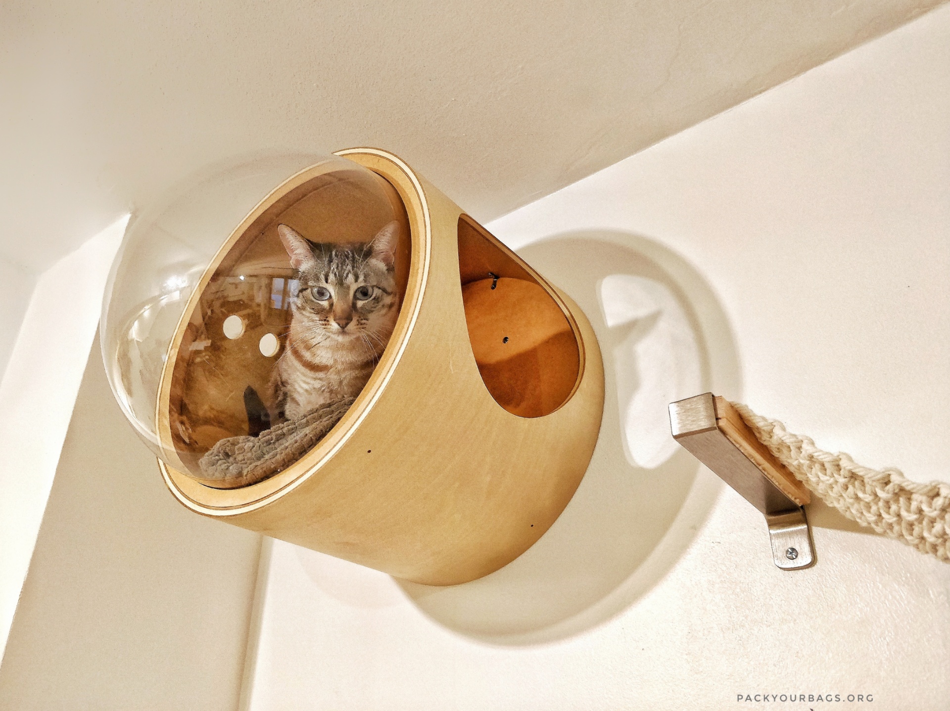 Meow Cats Cafe in Aix-en-Provence - pack your bags